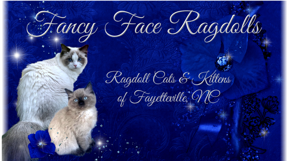 Fancy Face Ragdolls of North Carolina - Fancy Face Ragdolls